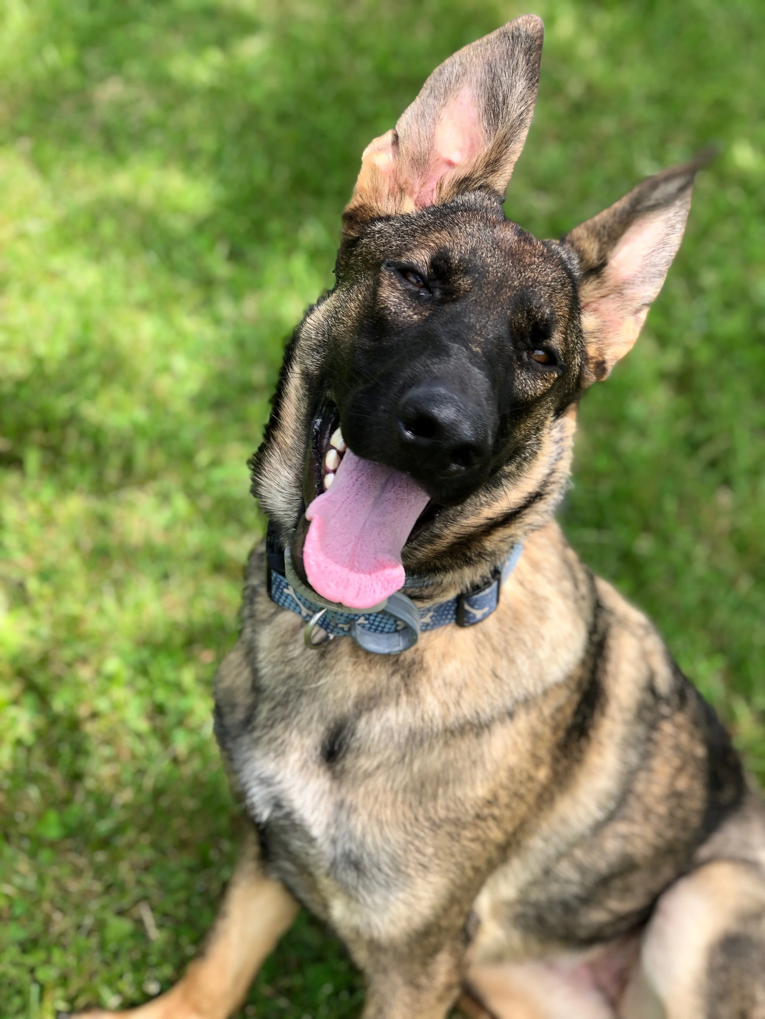 Upcoming Litters — Shadowbrook Shepherds