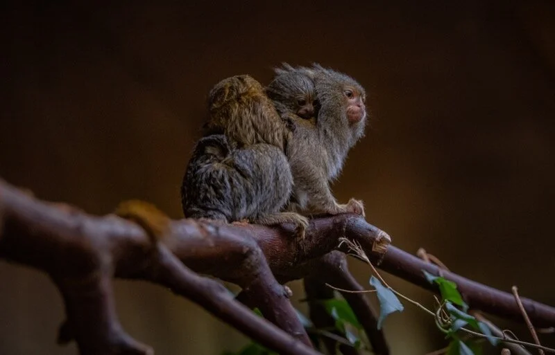 Some of the world’s smallest monkeys born at Chester Zoo