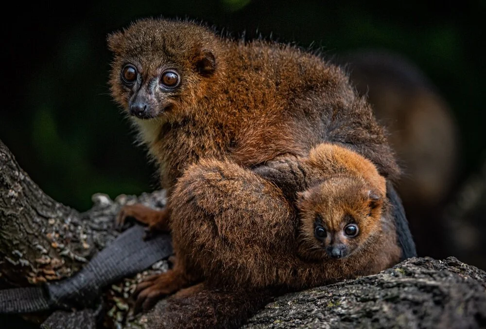 Chester Zoo celebrates birth of first red-bellied lemur