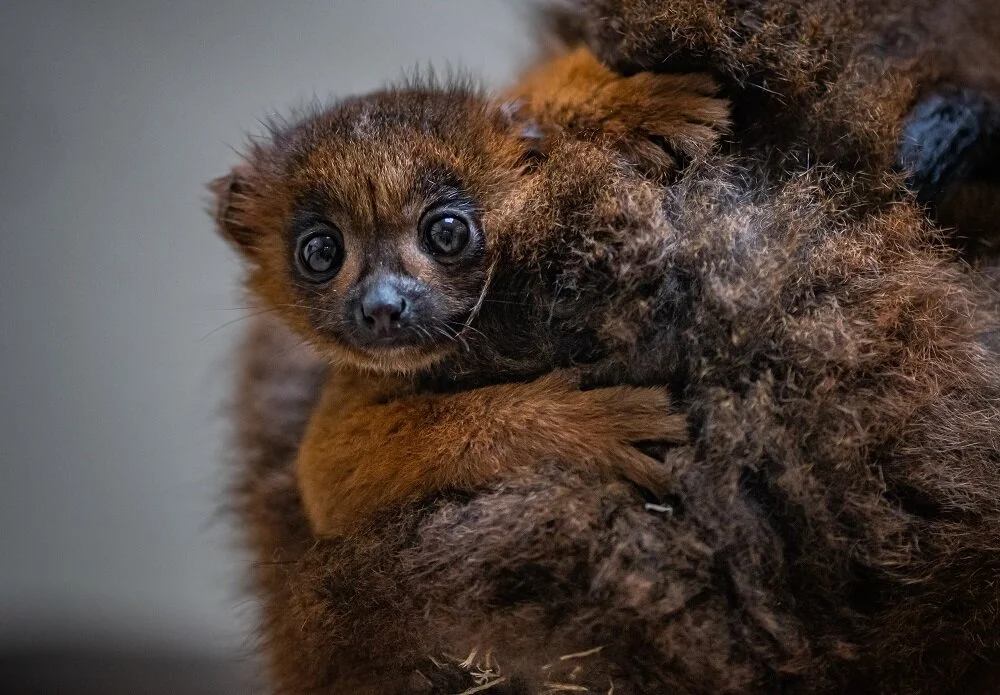 Chester Zoo celebrates birth of first red-bellied lemur