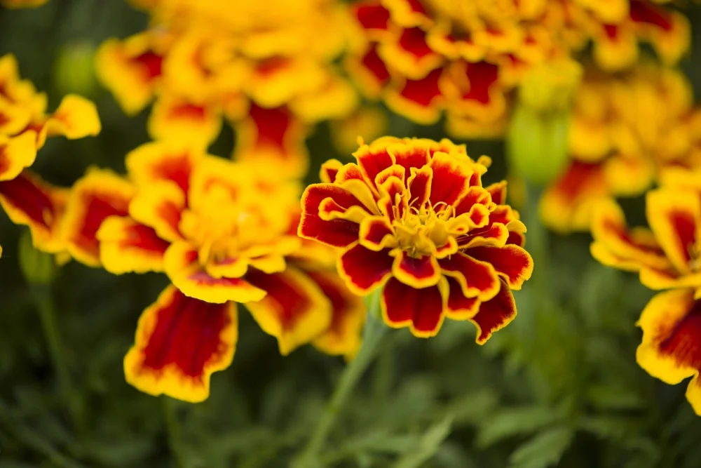 Summer Gardening Guide