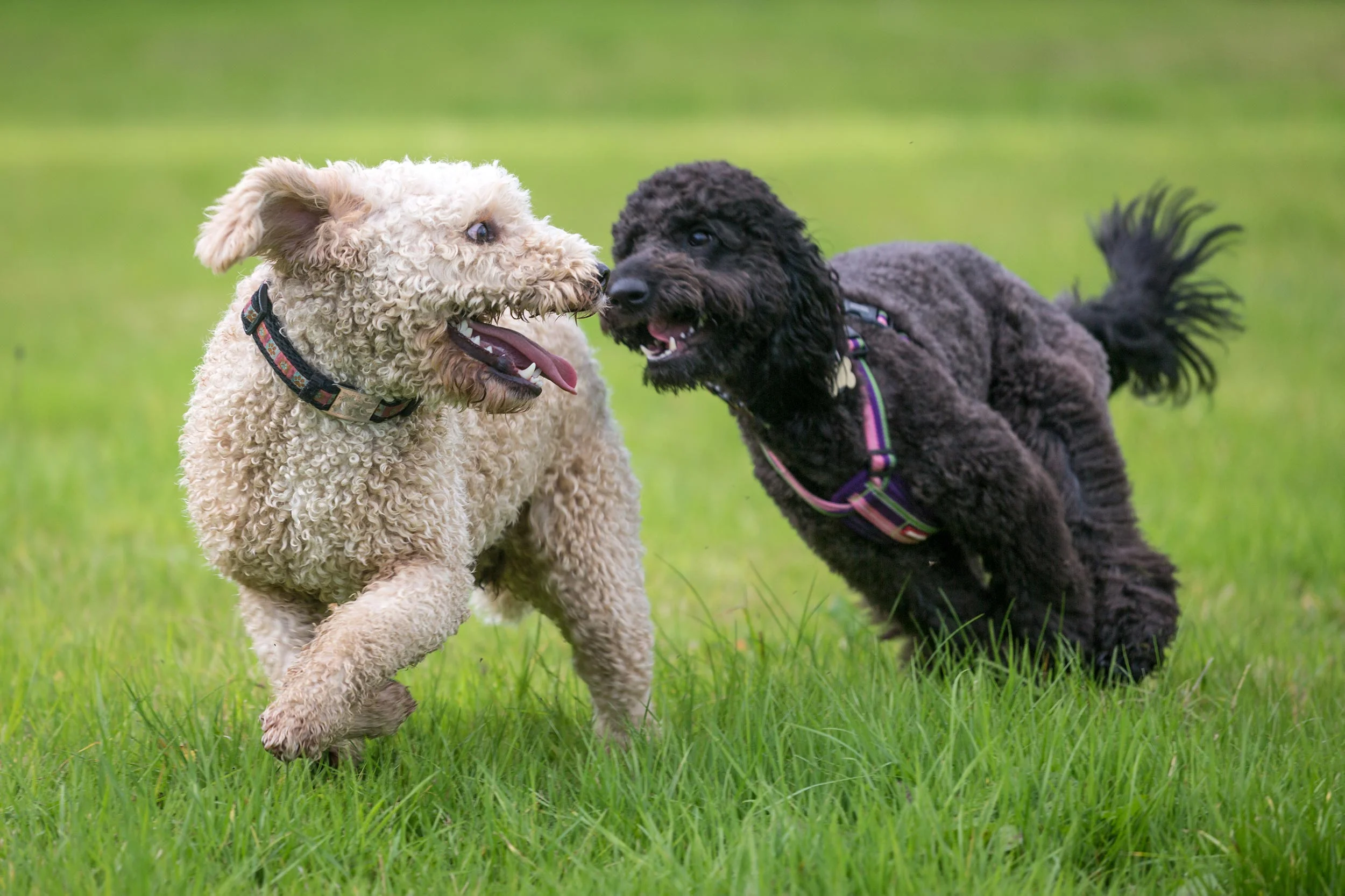 Doggy Day Care — Wiggle Butts & Waggin Tails