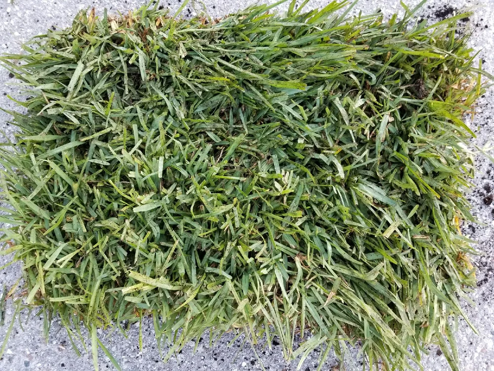 Sod — Gulf Coast Landscape Nursery & Supply
