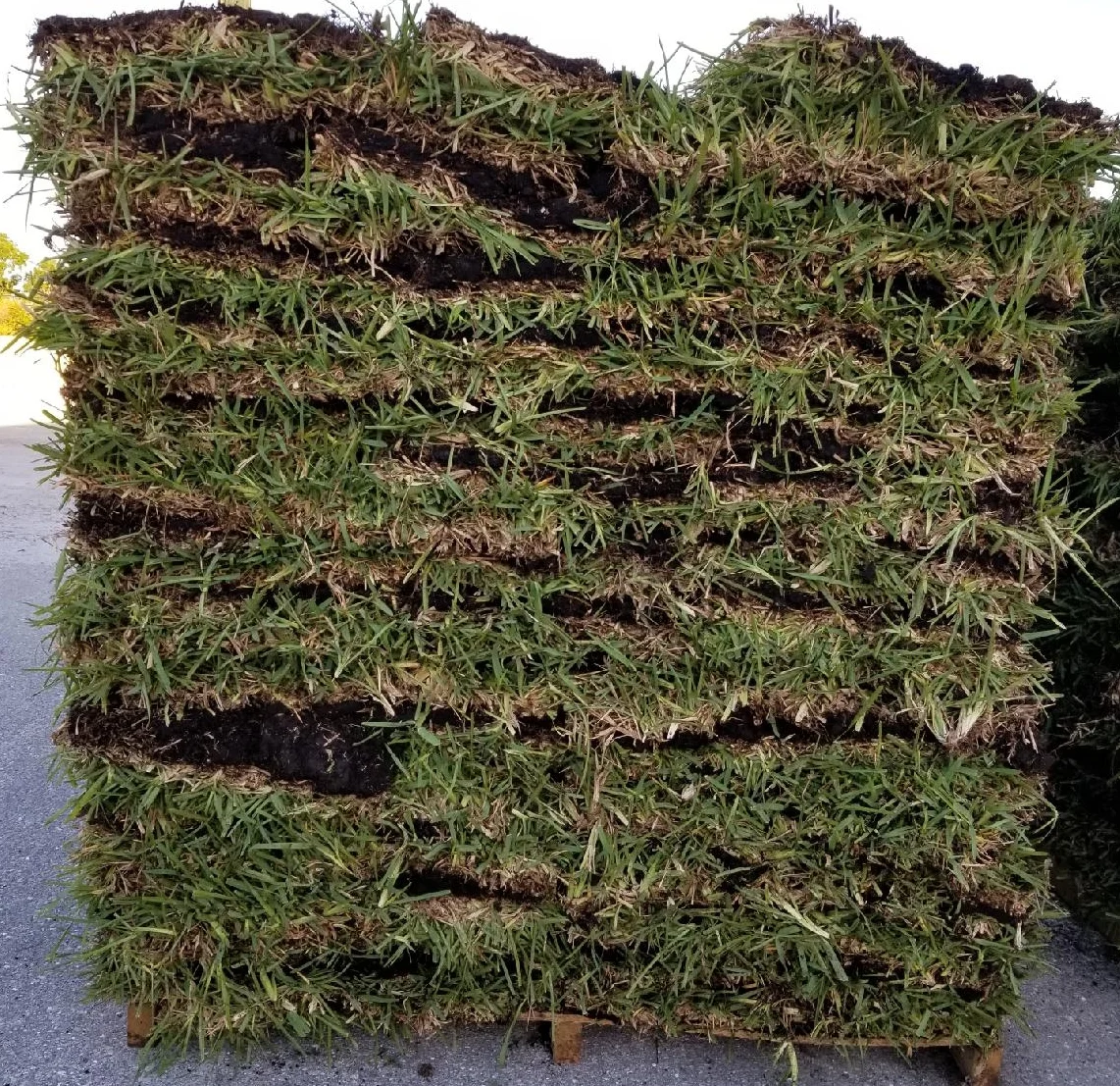 Sod — Gulf Coast Landscape Nursery & Supply