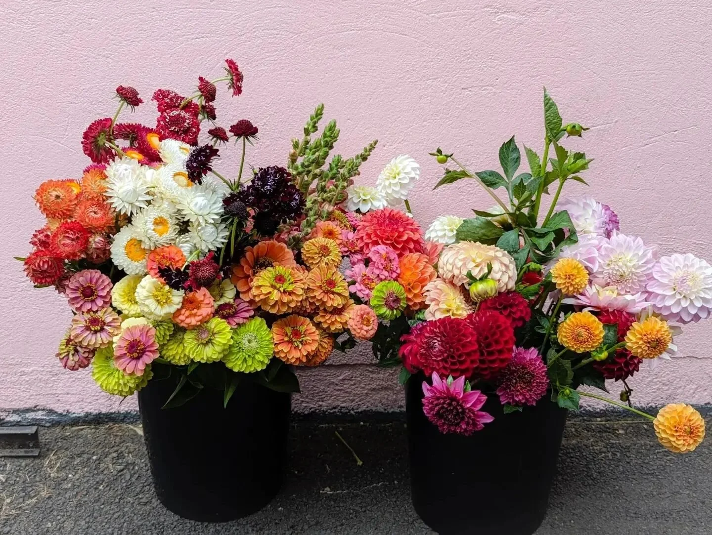Gallery — Petal Pop Flowers