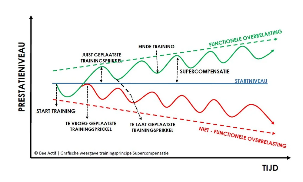 Supercompensatie... wat is het & waarom je dit wilt weten — Bee Actif