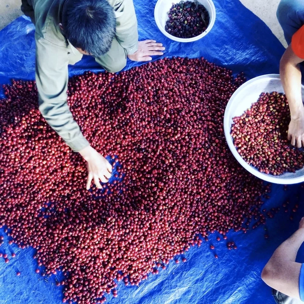 Shop — Yuni Coffee Co.