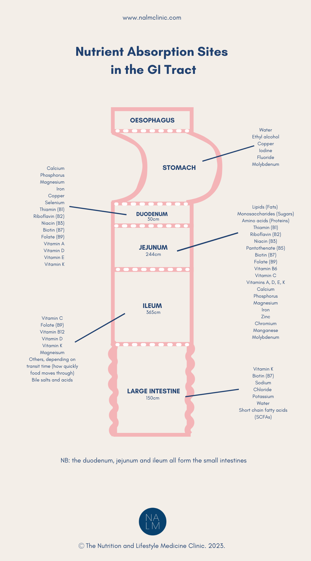Nutrient absorption and IBD - why location of inflammation is important ...