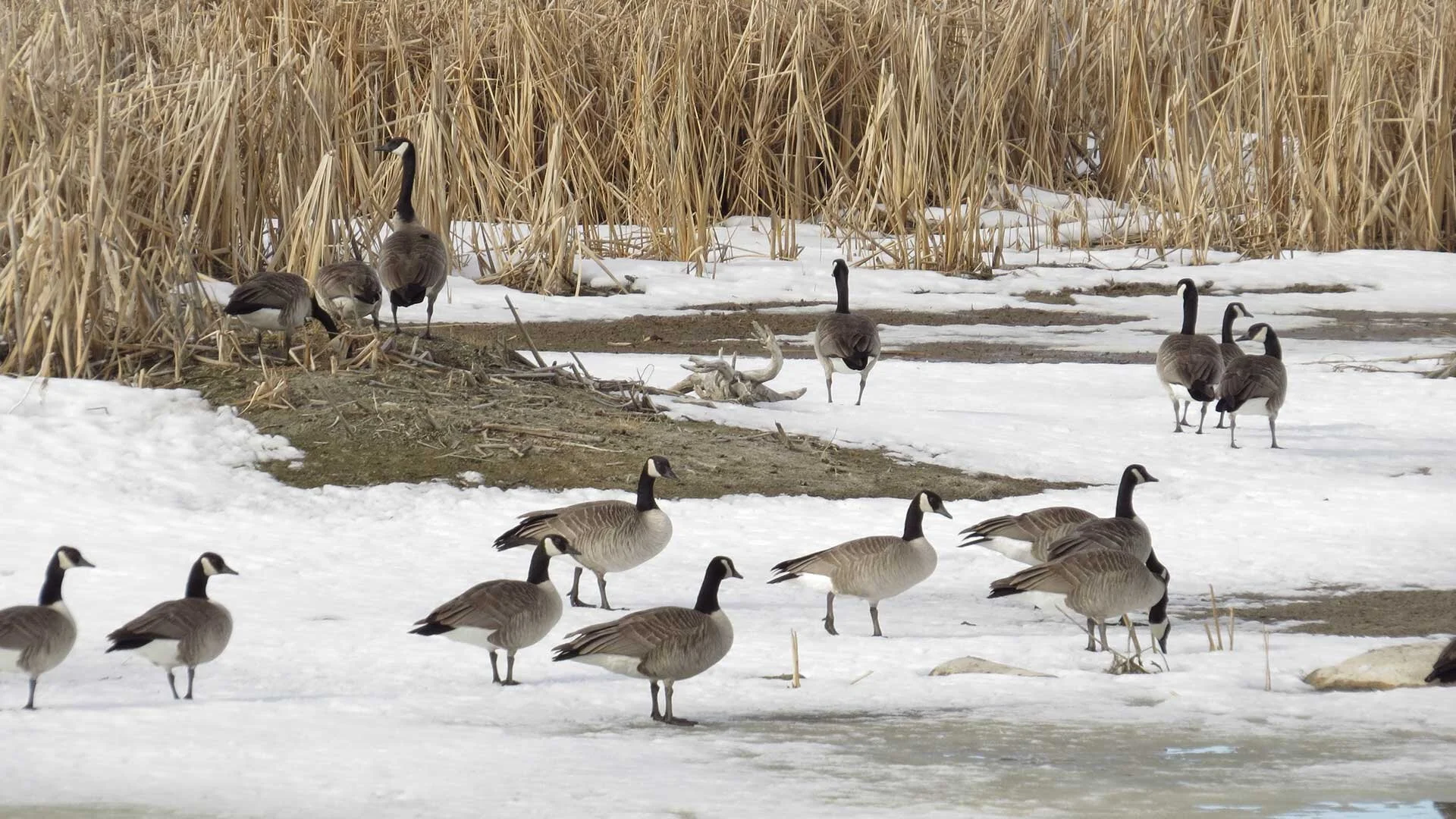 Canadian Geese in Minnesota Won't Shut Up About How Hot It Is - The Nordly