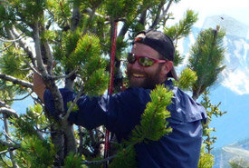 June Speaker Series - Adrian Leslie on Whitebark Pine — Rossland Museum & Discovery Centre
