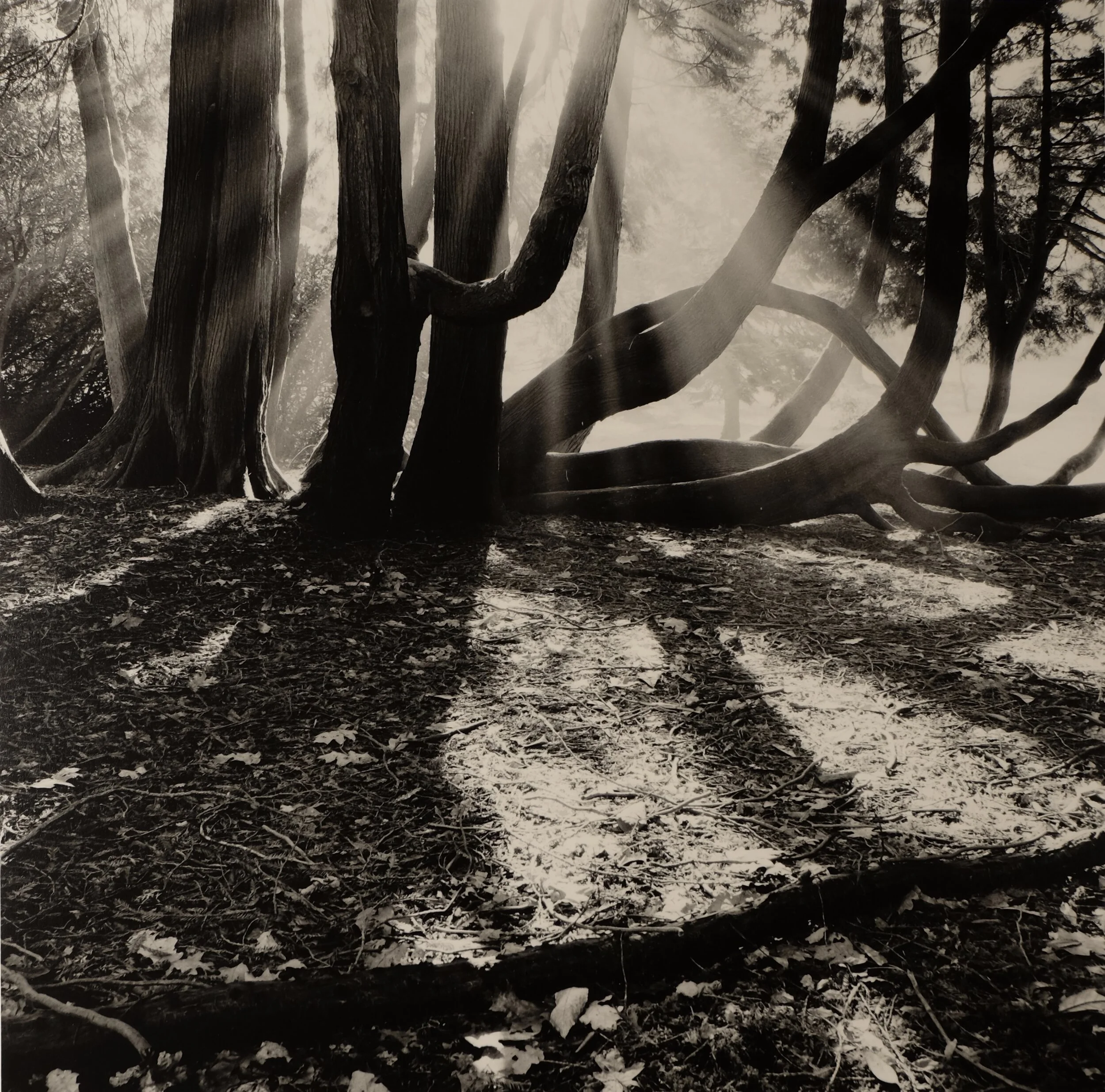 Graham Murrell — Fen Ditton Gallery