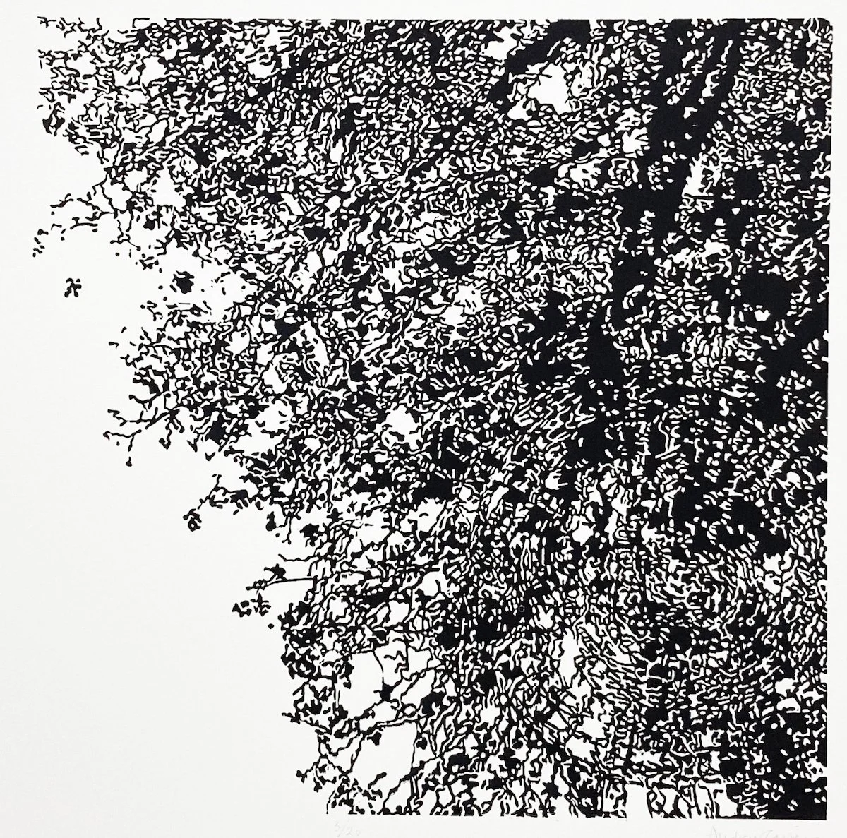 Andrew Carter: Carp Tree Ripple — Fen Ditton Gallery