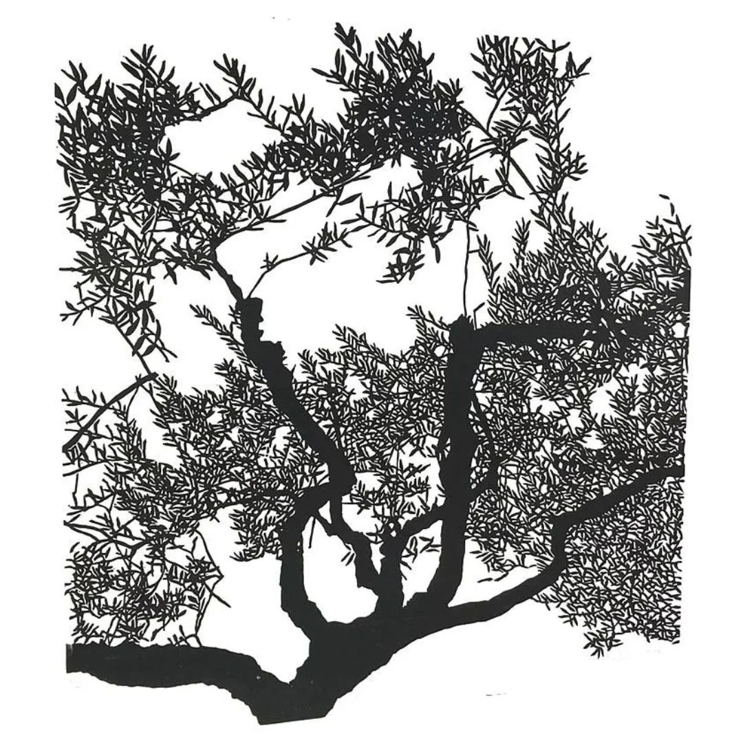 Andrew Carter: Olive Tree Umbria — Fen Ditton Gallery