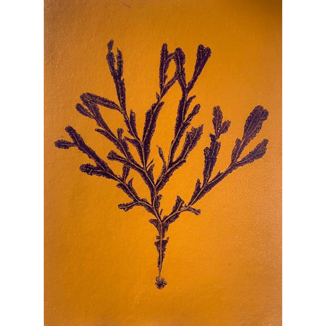 Rebecca Jewell: Fucus Serratus (Yellow) — Fen Ditton Gallery