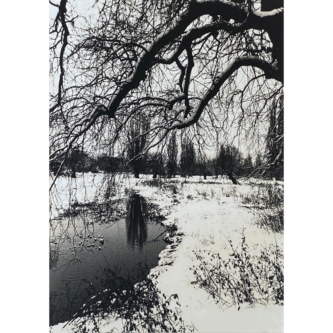 Lotte Attwood: Snowdrops — Fen Ditton Gallery