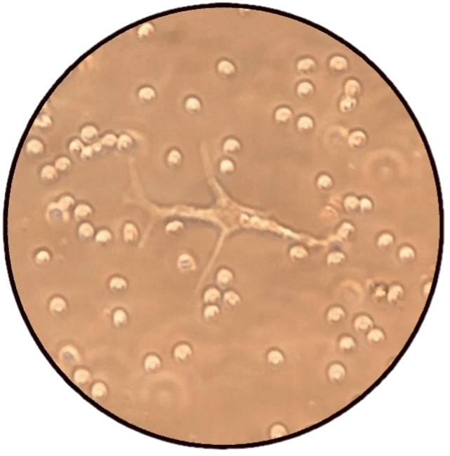 Stem Cell Therapy - Boulder, Colorado | Boulder Biologics | Jason ...