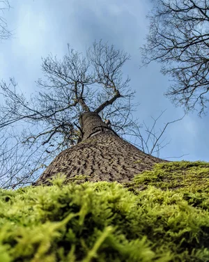 One Ash Andover Trees United