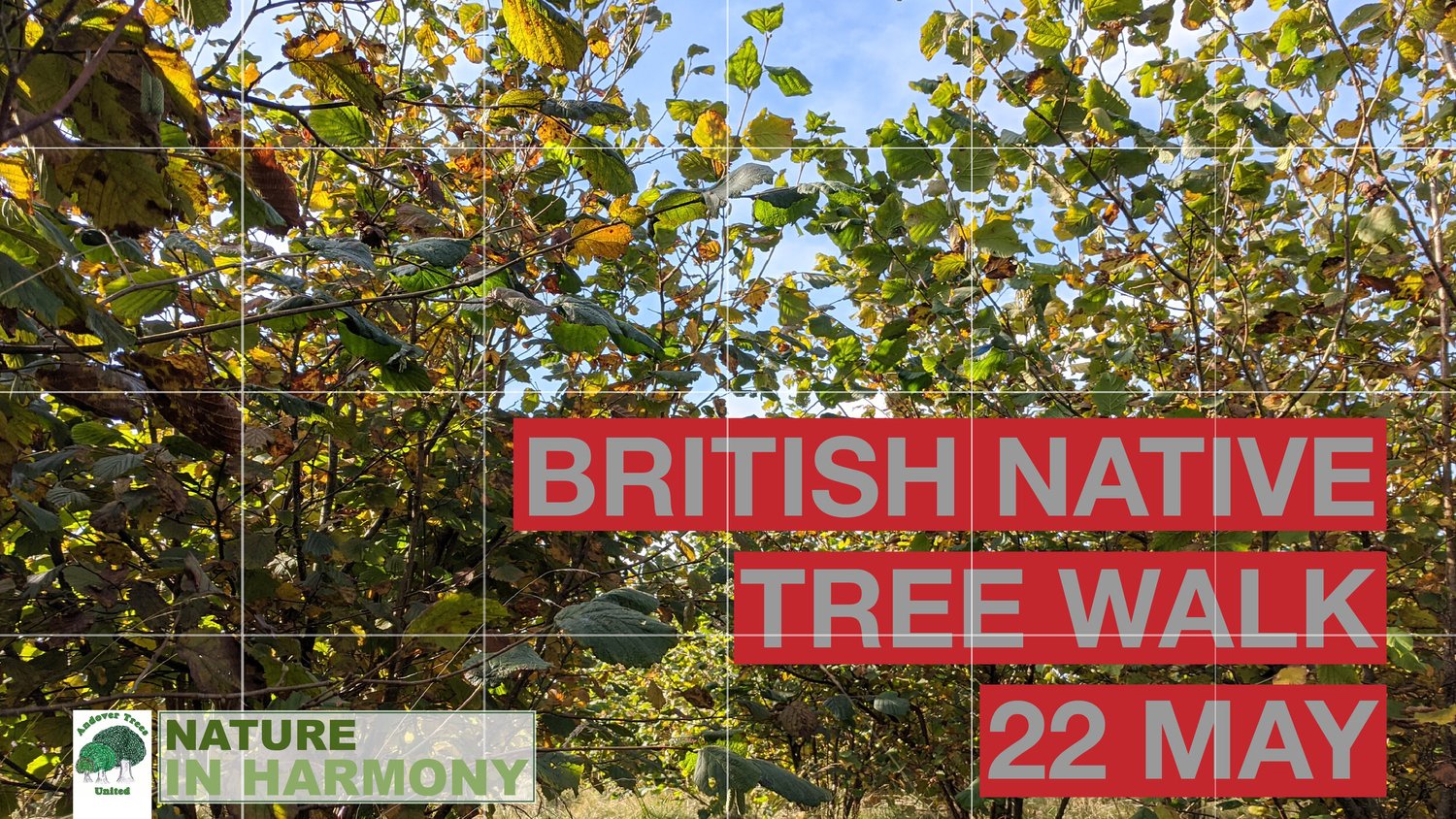 Nature In Harmony: British Native Tree Walk — Andover Trees United