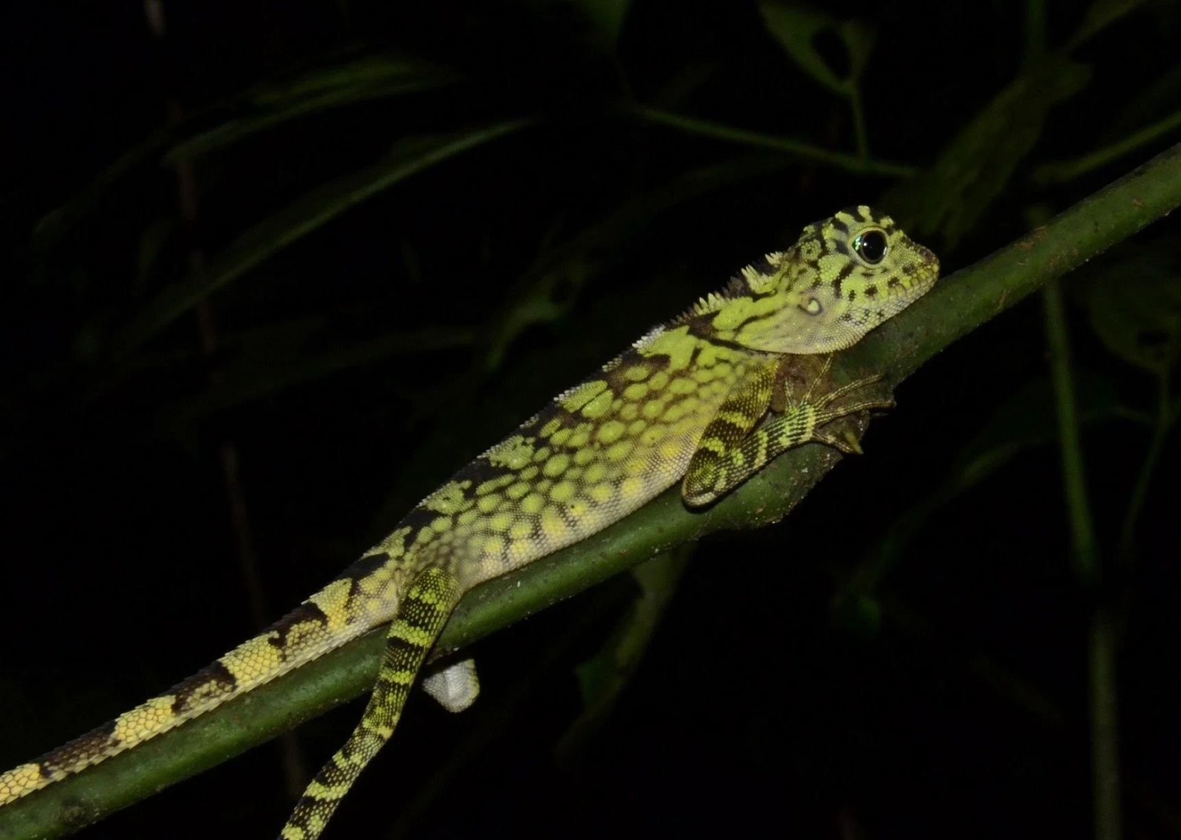 Danum Valley Package Tour – Explore Borneo’s Pristine Rainforest — Blue ...