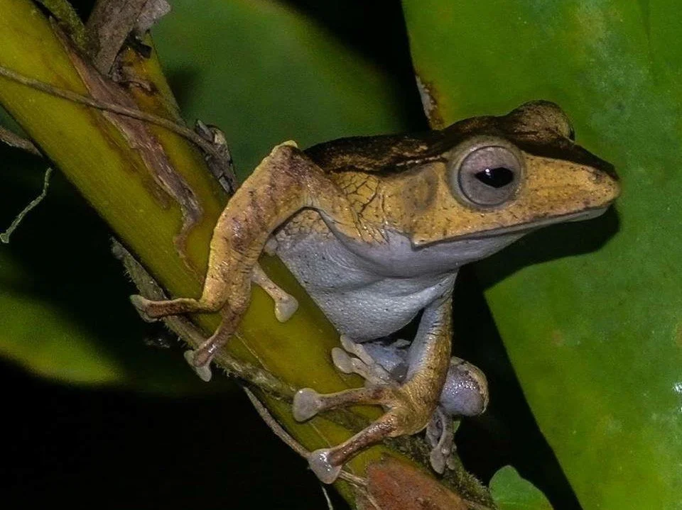 Danum Valley 3D2N — Blue Kinabalu Travel Agency SDN BHD