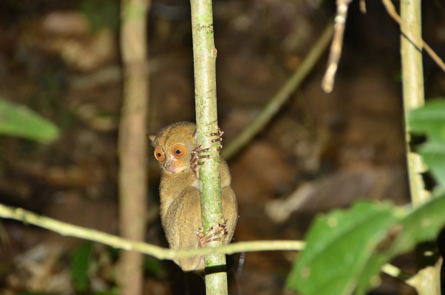 Danum Valley Package Tour – Explore Borneo’s Pristine Rainforest — Blue ...