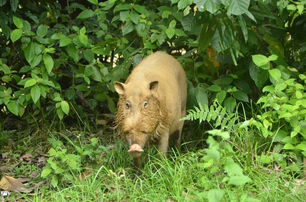 Danum Valley Package Tour – Explore Borneo’s Pristine Rainforest — Blue ...