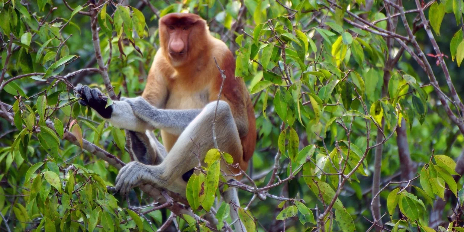 Kawa Kawa Mangrove Wildlife Adventure (Day Tour) — Blue Kinabalu Travel Agency