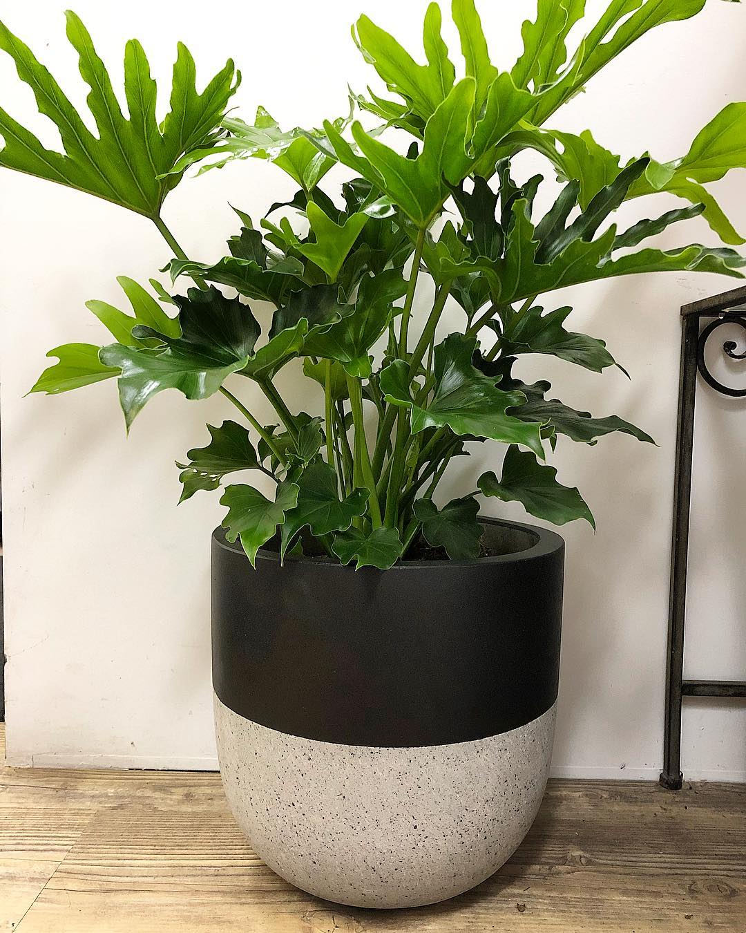 In Store — Gisborne Flower Shoppe