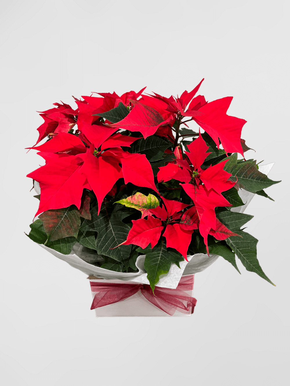 Shop — Gisborne Flower Shoppe