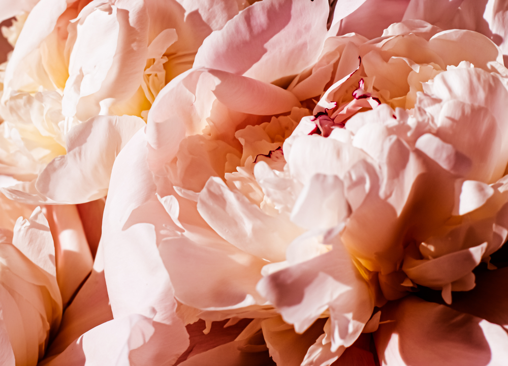 Gisborne Flower Shoppe