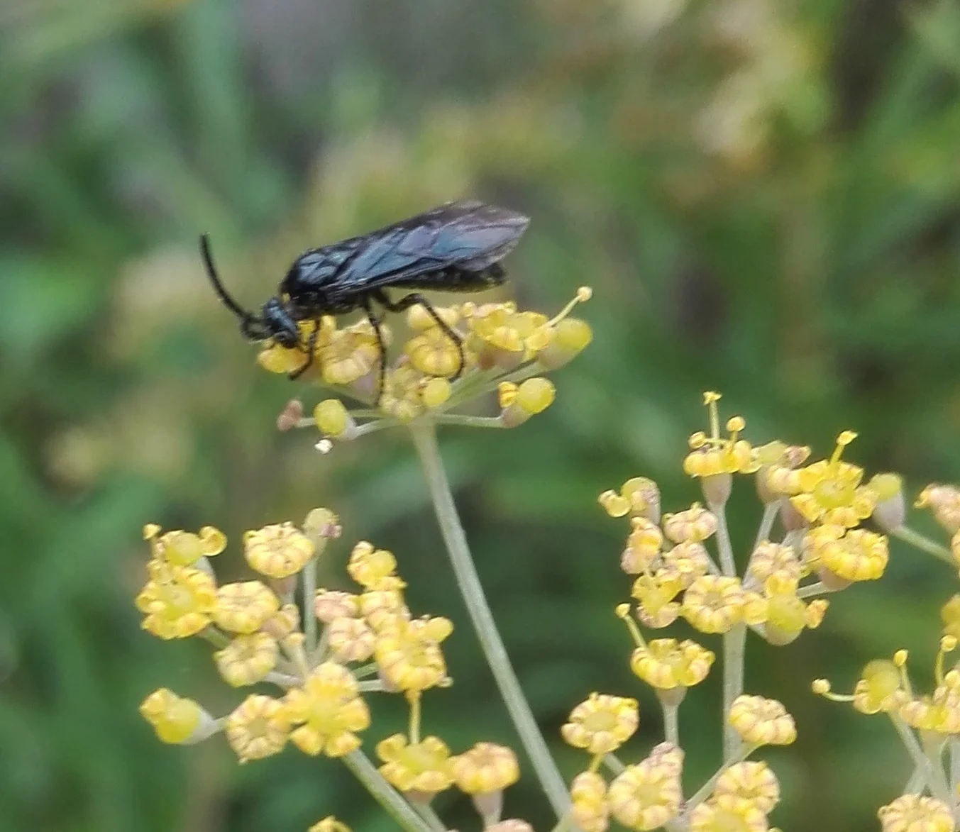MicroEden backyard/garden biodiversity blog