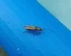 Swollen-thighed Beetle (Oedemera nobilis, #532) — microEden