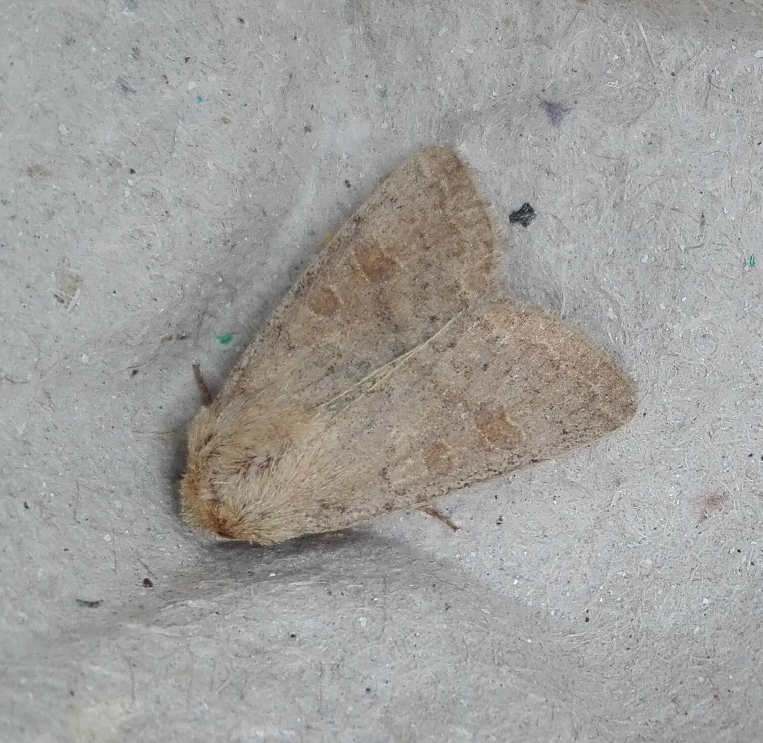 More Marvelous Moths — microEden