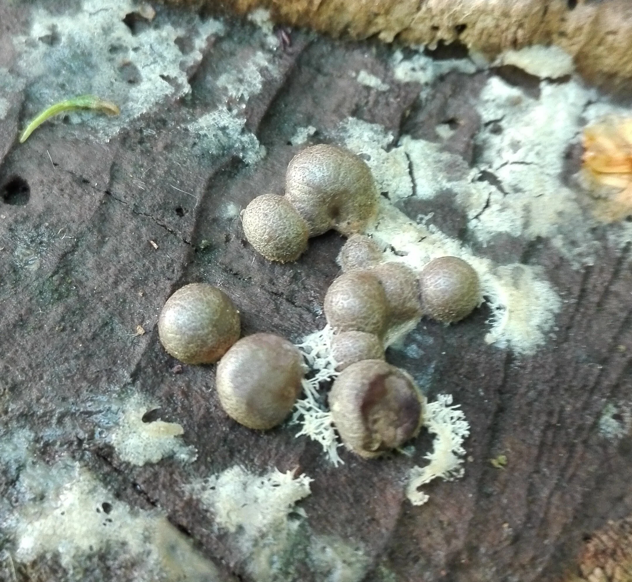 Wolf's Milk — microEden