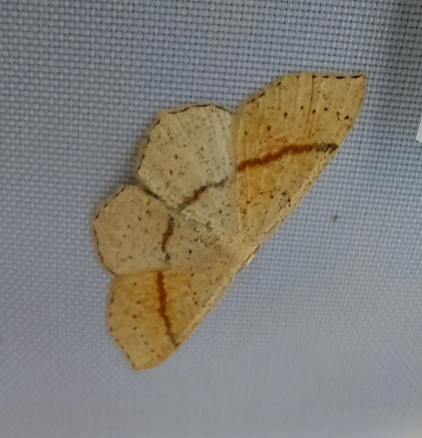 Midsummer Moths — microEden