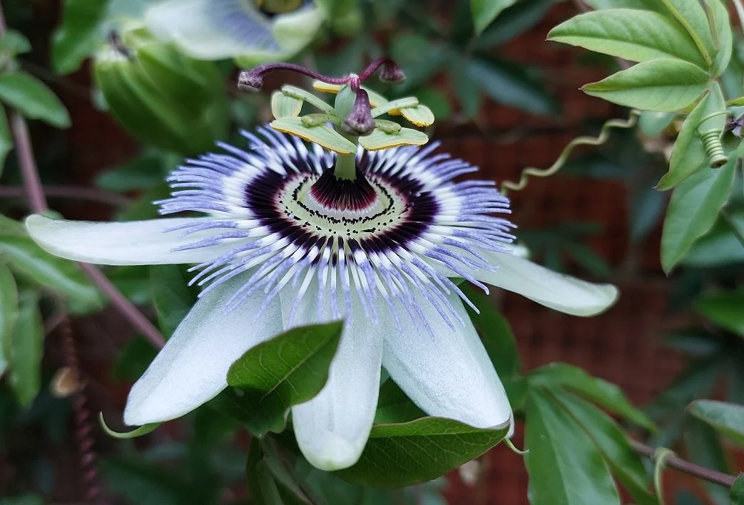 Caddis flies in the Moth Trap — microEden