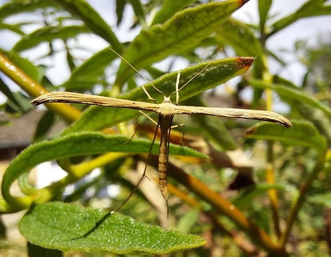 Common Plume (Emmelina monodactyla) — microEden