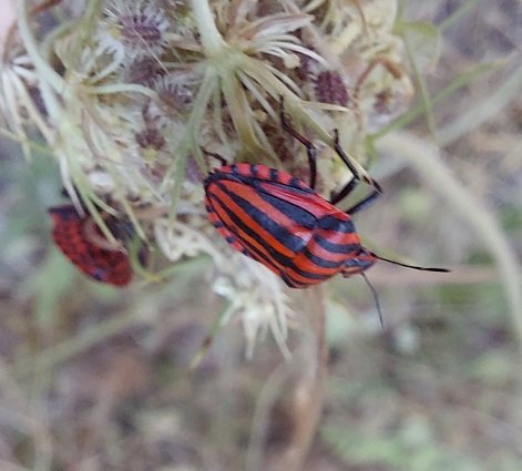 Striped Shieldbug (Graphosoma italicum) — microEden