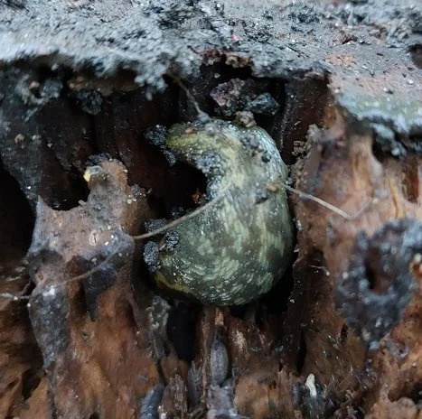An Irish Slug — microEden