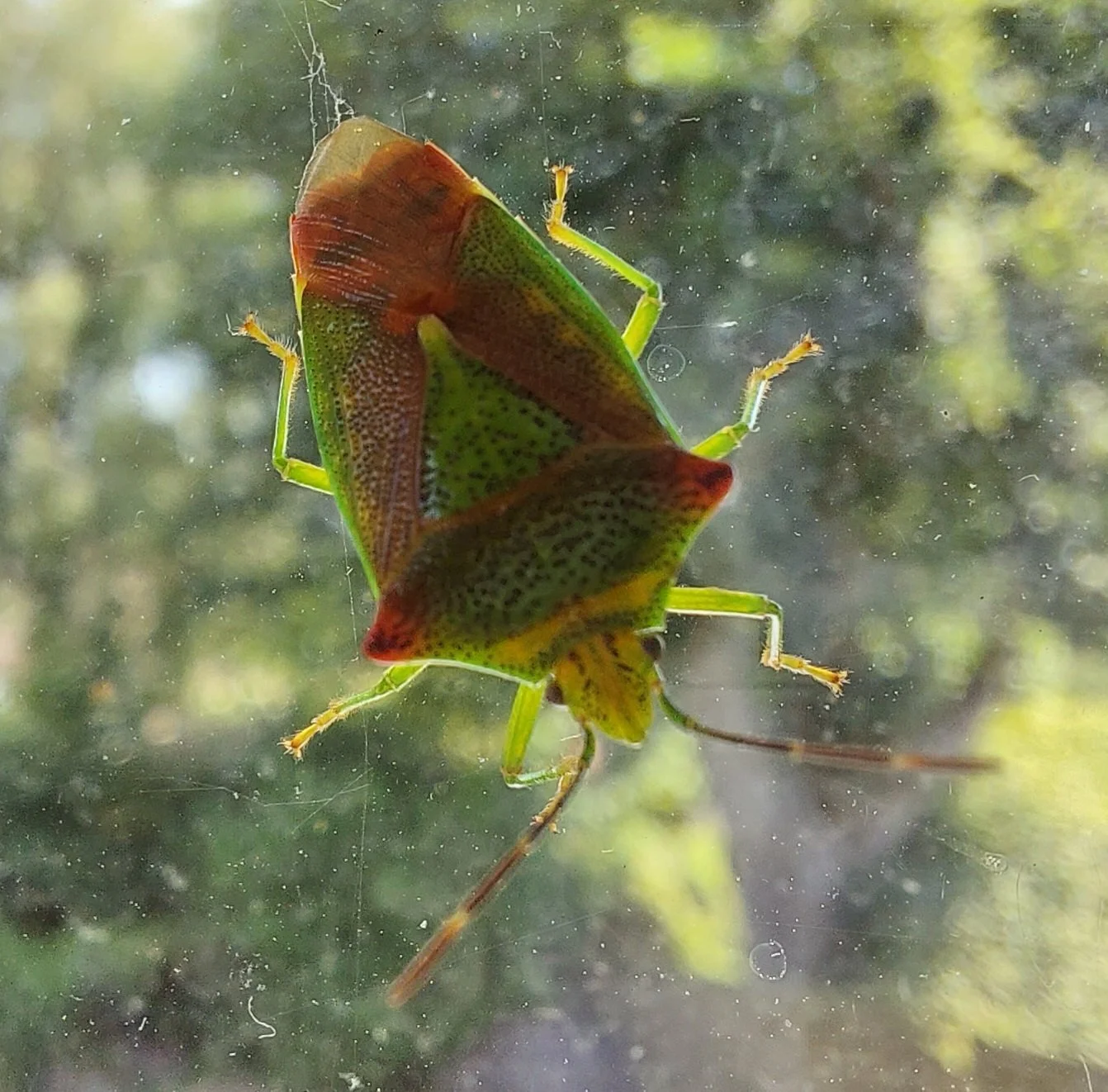Hawthorn Shield Bug — microEden