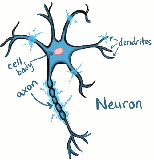Anatomy: 4 Types of Tissues Explained for Kids — Jolie Canoli