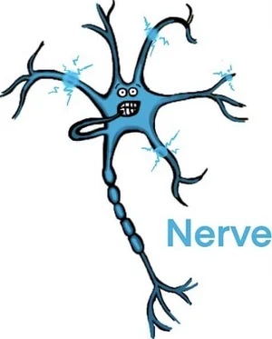 Anatomy: 4 Types of Tissues Explained for Kids — Jolie Canoli