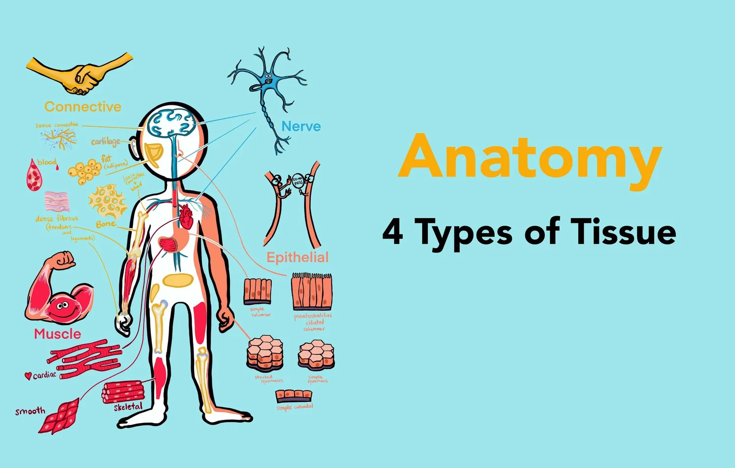 Anatomy: 4 Types of Tissues Explained for Kids — Jolie Canoli
