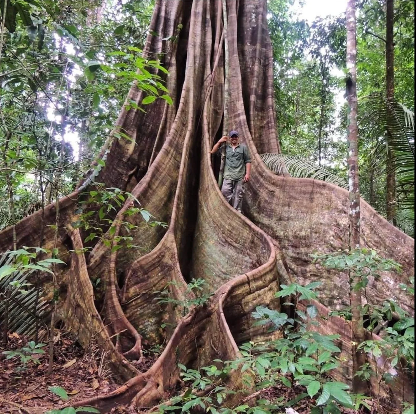 Suriname Trip Gallery — DMG Hardwoods