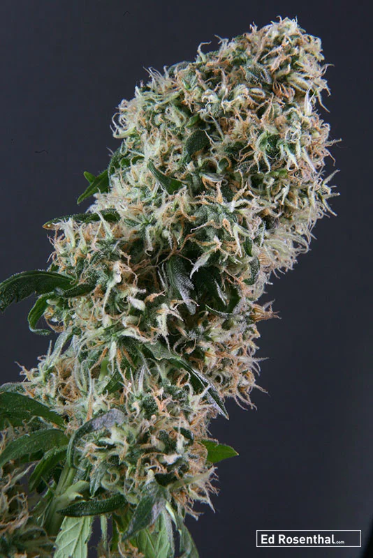 Ed Rosenthal Super Bud — Ed Rosenthal