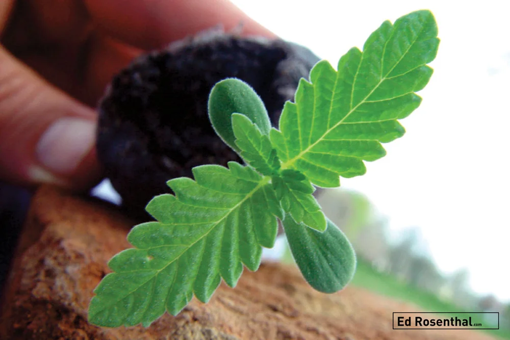 Feminized Seeds: What they are and the top methods used to produce them ...