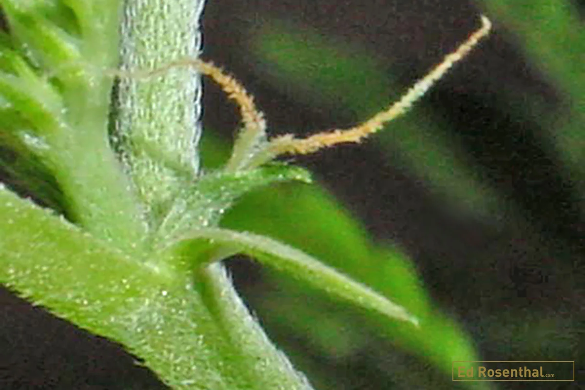Feminized Seeds: What they are and the top methods used to produce them ...