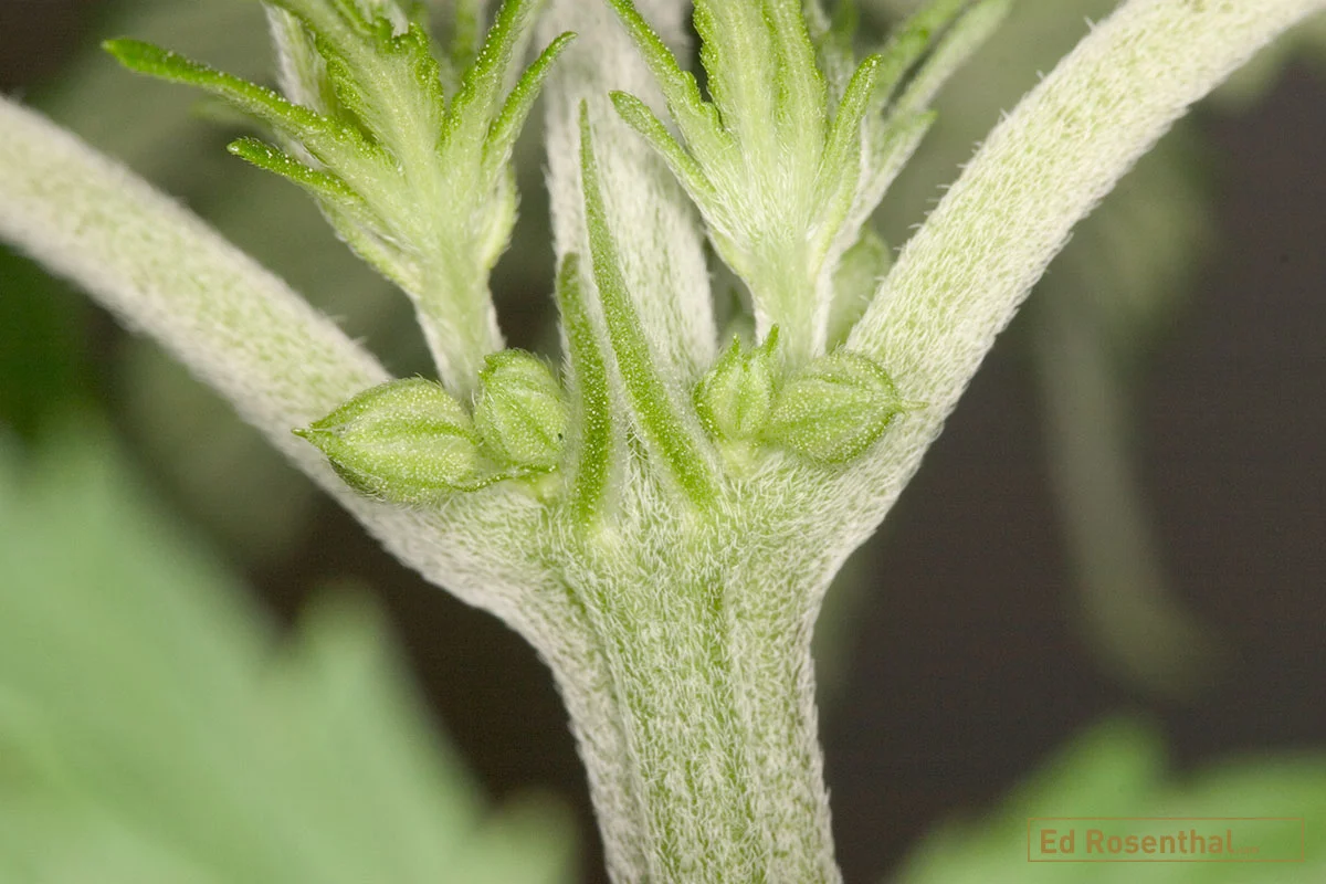 Feminized Seeds: What they are and the top methods used to produce them ...