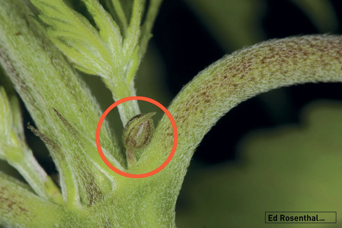 Feminized Seeds: What they are and the top methods used to produce them ...