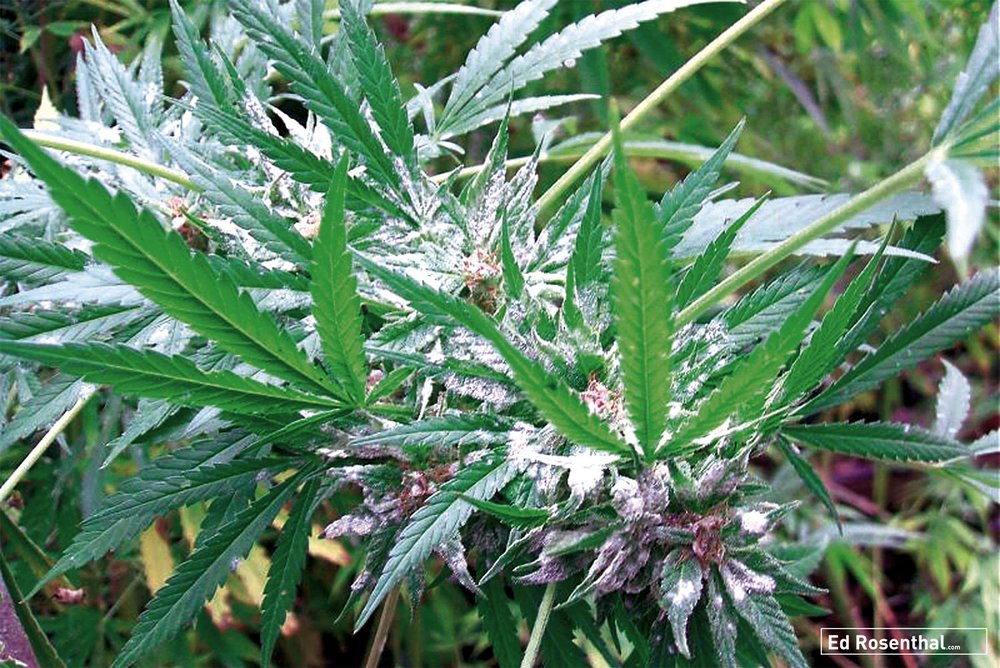 Powdery Mildew Cannabis Guide + Organic GrowSafe Treatment — Ed Rosenthal